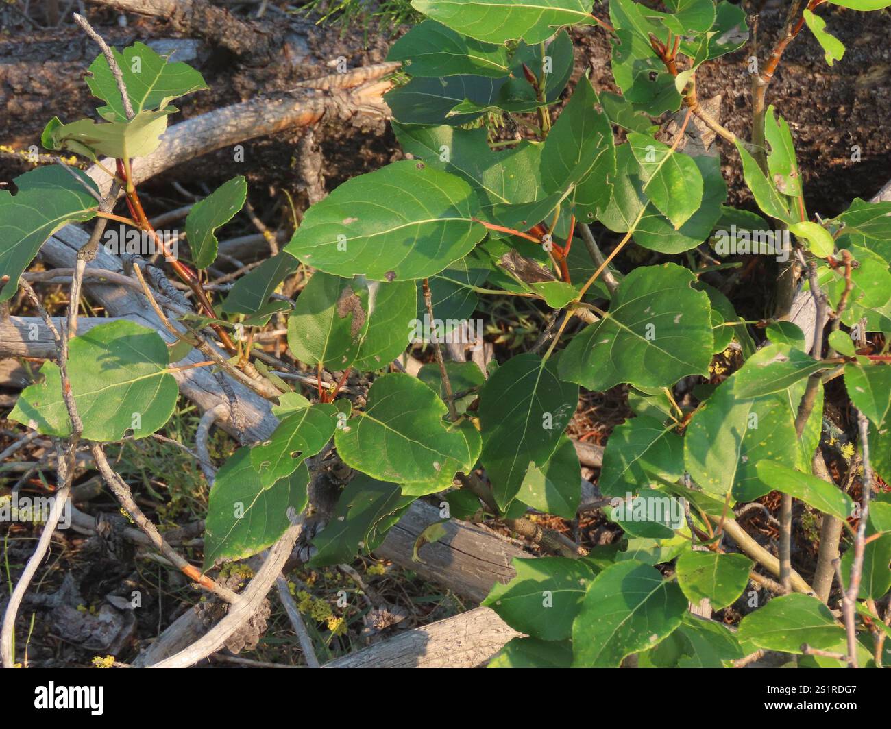 balsam poplar (Populus balsamifera Stock Photo - Alamy