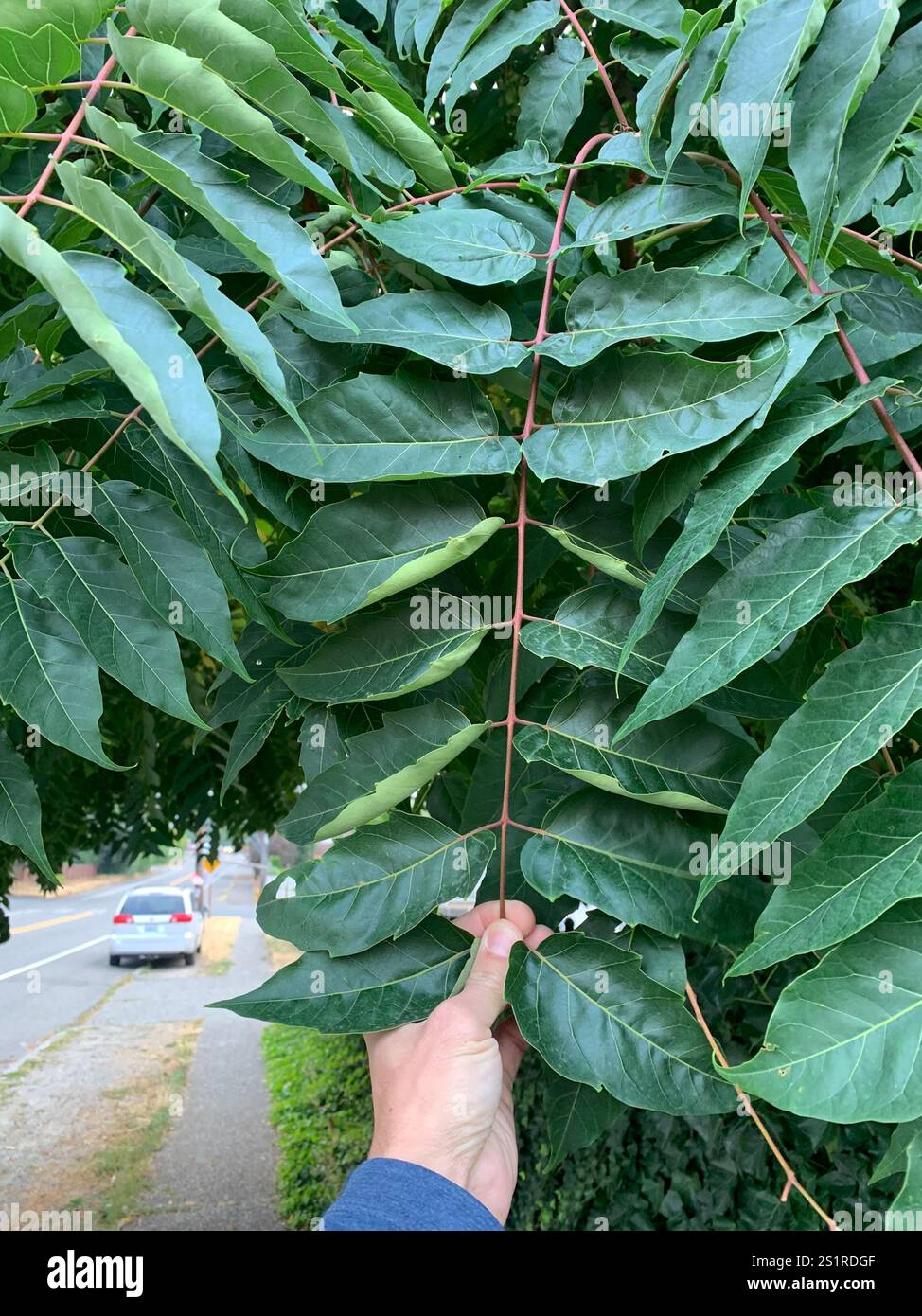 tree-of-heaven (Ailanthus altissima Stock Photo - Alamy