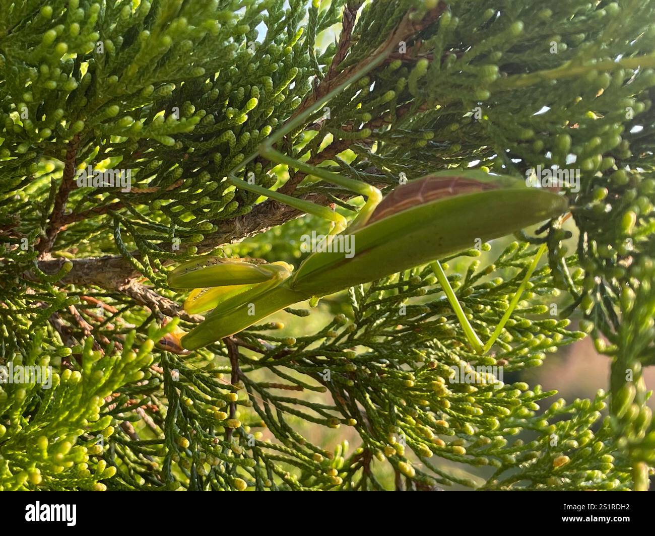 Chinese Mantis (Tenodera sinensis Stock Photo - Alamy