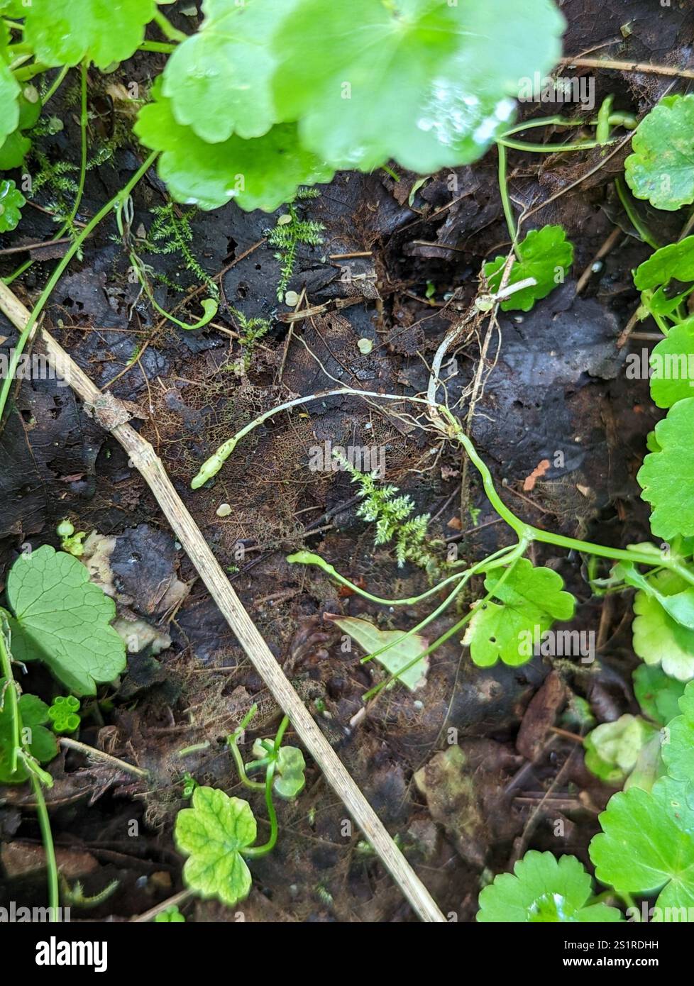 American Water-pennywort (Hydrocotyle americana Stock Photo - Alamy