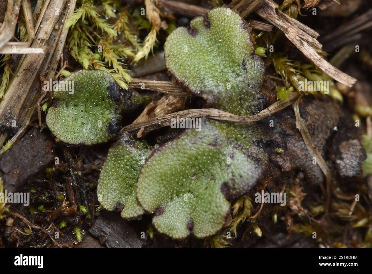 Common Liverwort (Marchantia polymorpha Stock Photo - Alamy