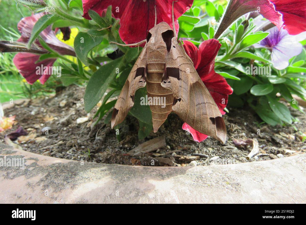 Achemon Sphinx (Eumorpha achemon Stock Photo - Alamy