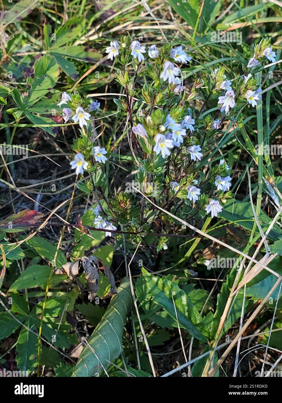 Common Eyebright (Euphrasia nemorosa Stock Photo - Alamy