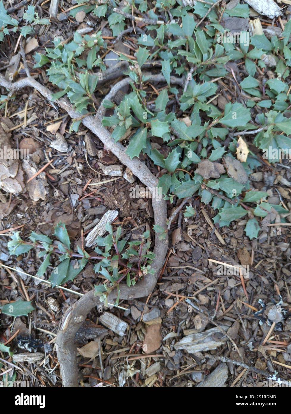 Mahala mat (Ceanothus prostratus Stock Photo - Alamy