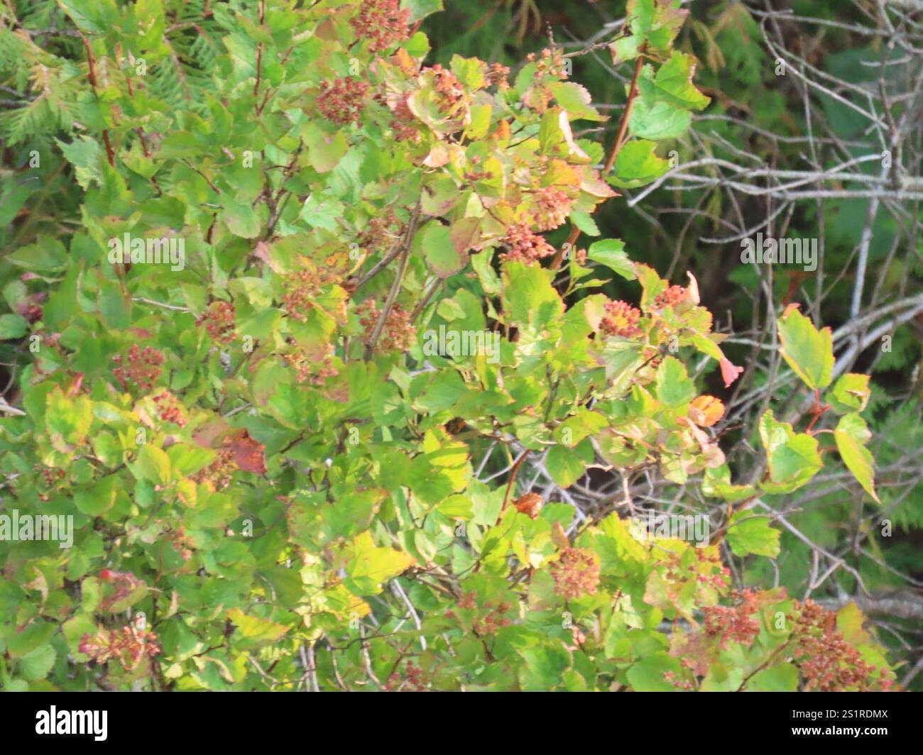 common ninebark (Physocarpus opulifolius Stock Photo - Alamy