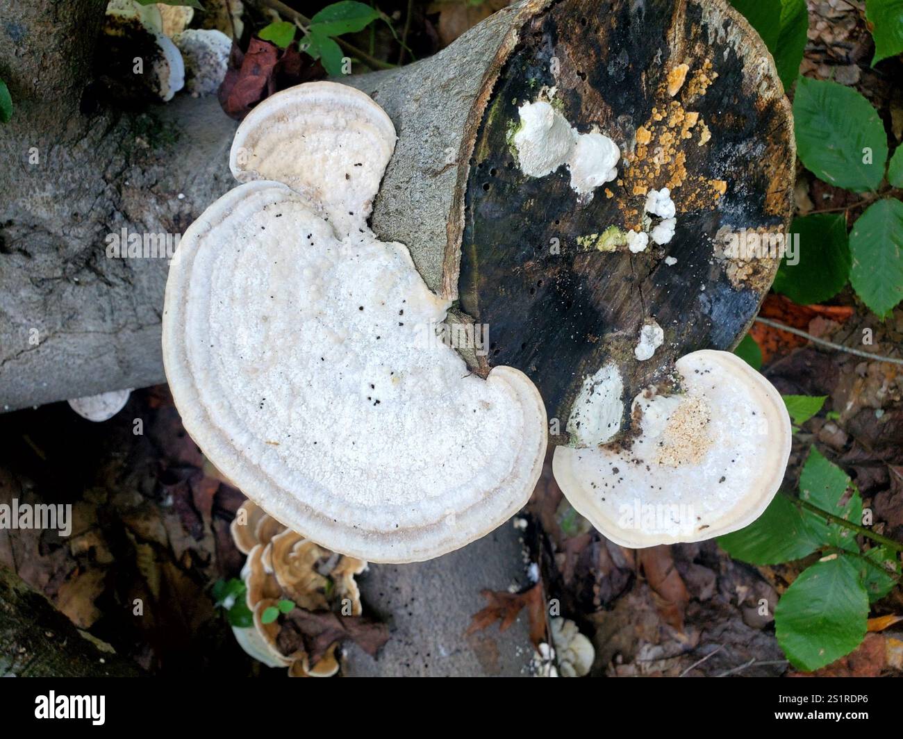 Lumpy Bracket (Trametes gibbosa Stock Photo - Alamy