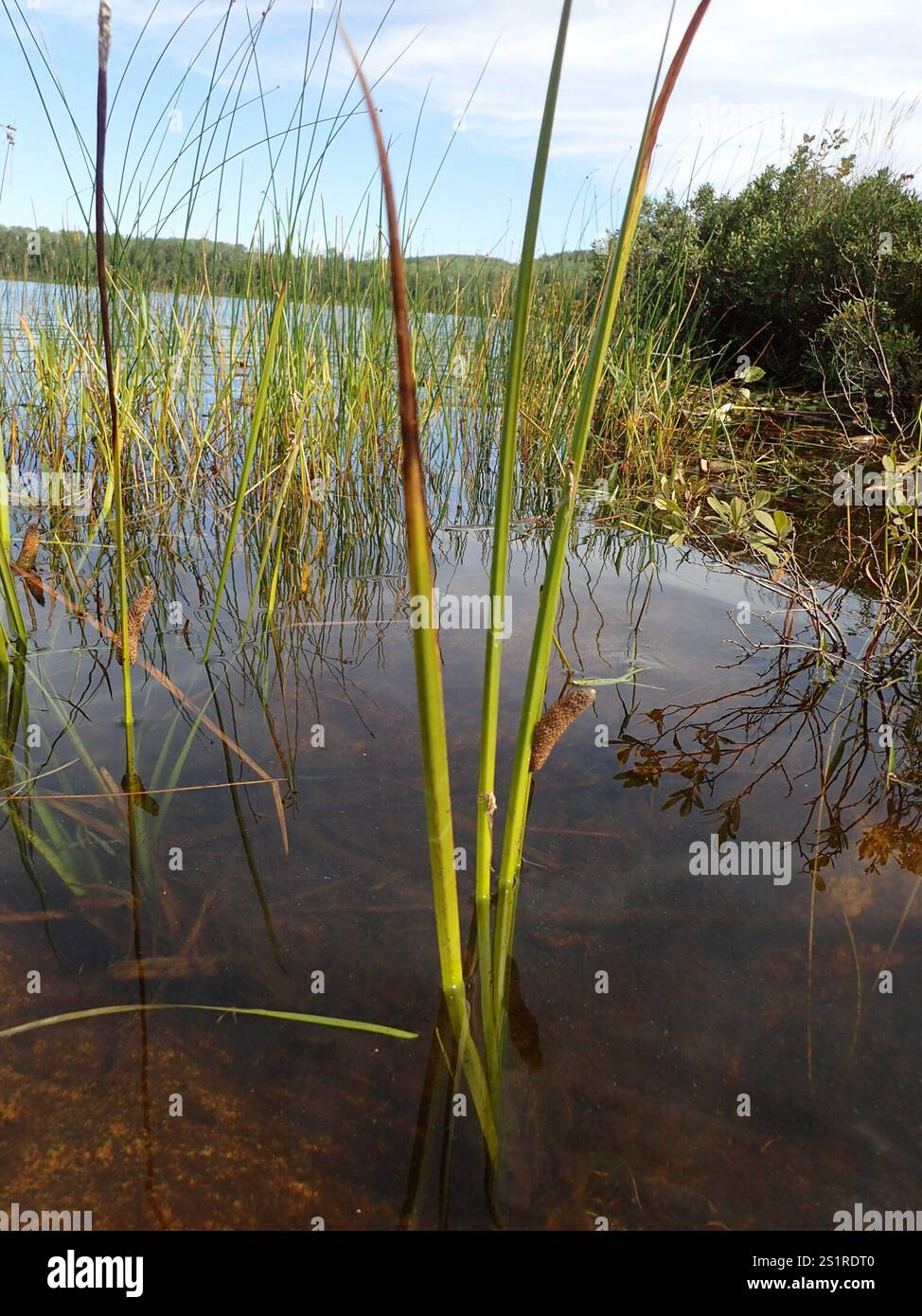 American Sweet-Flag (Acorus americanus Stock Photo - Alamy