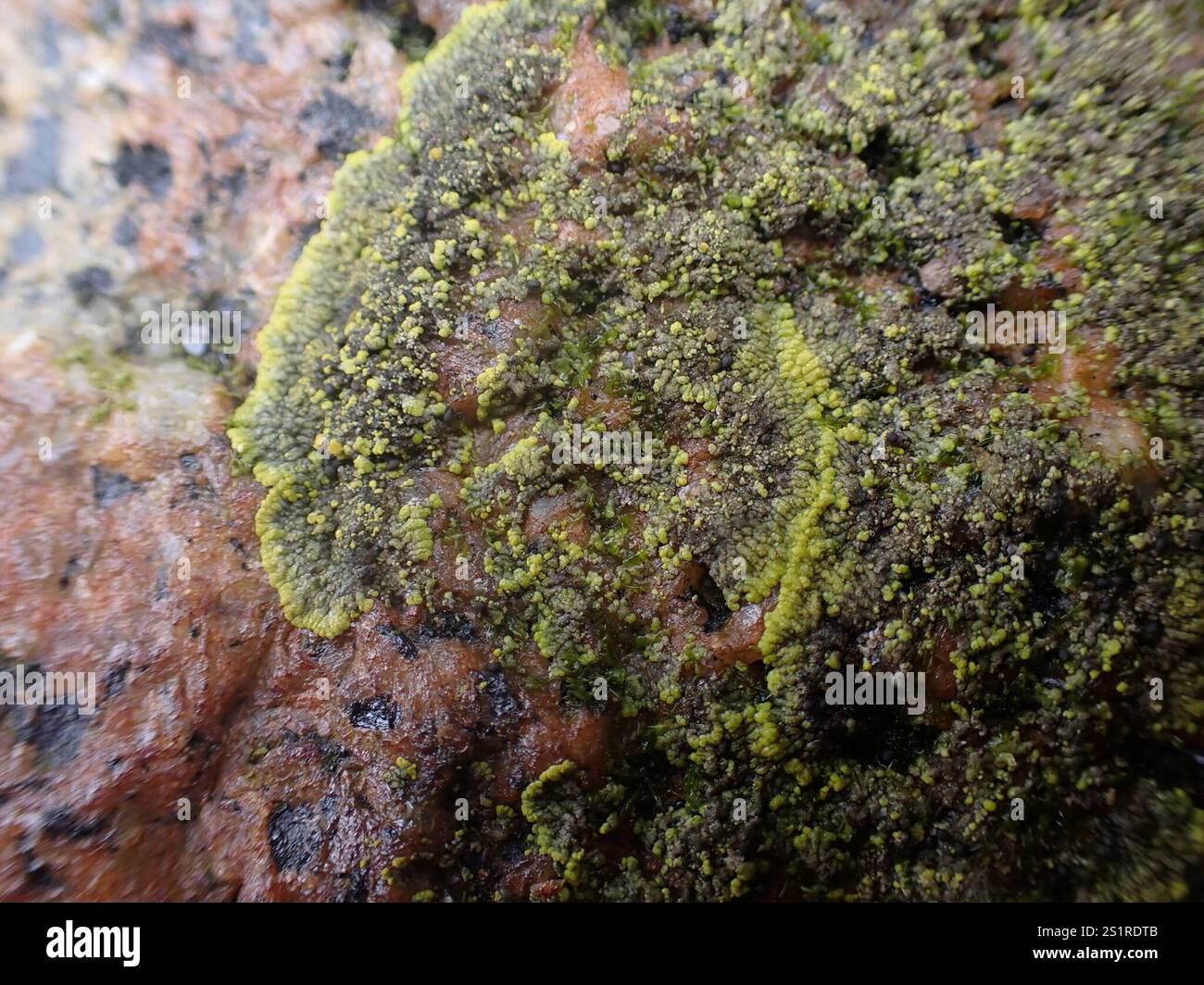 Ringed Firedot Lichen (Polycauliona verruculifera Stock Photo - Alamy