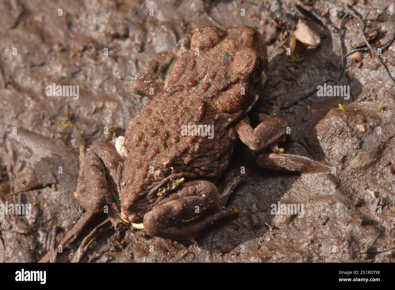 Western Toad (Anaxyrus boreas Stock Photo - Alamy