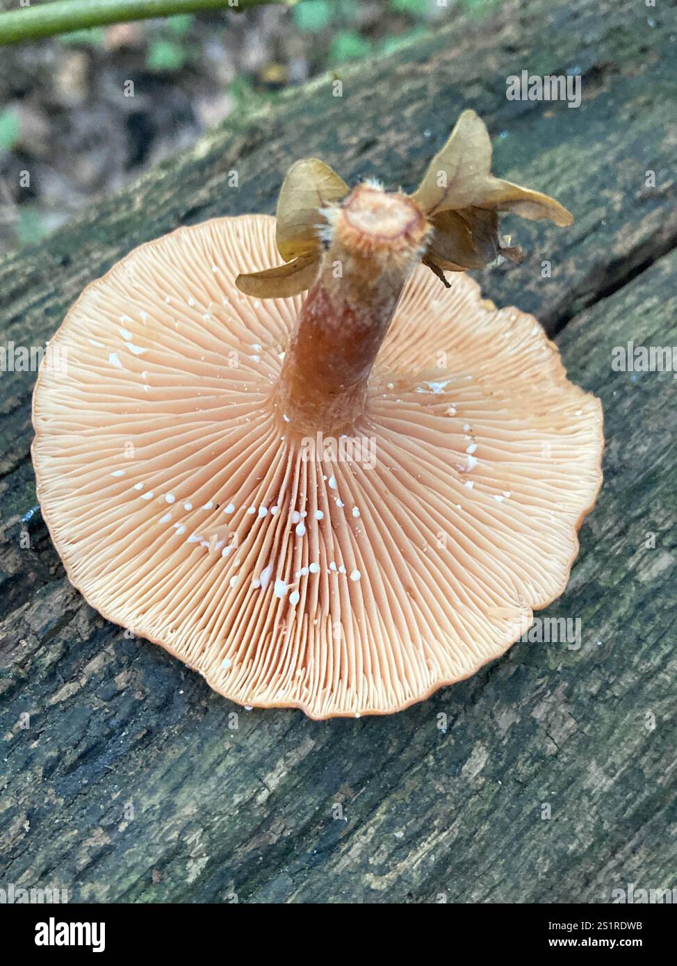 Rufous Milkcap (Lactarius rufus Stock Photo - Alamy