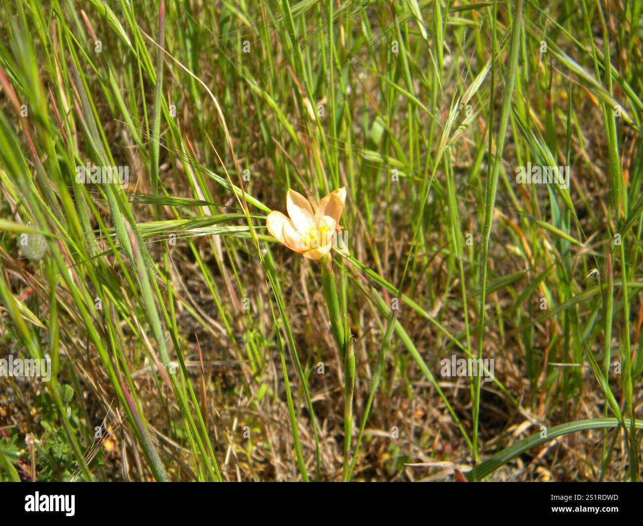 Two-leaved Cape tulip (Moraea miniata Stock Photo - Alamy