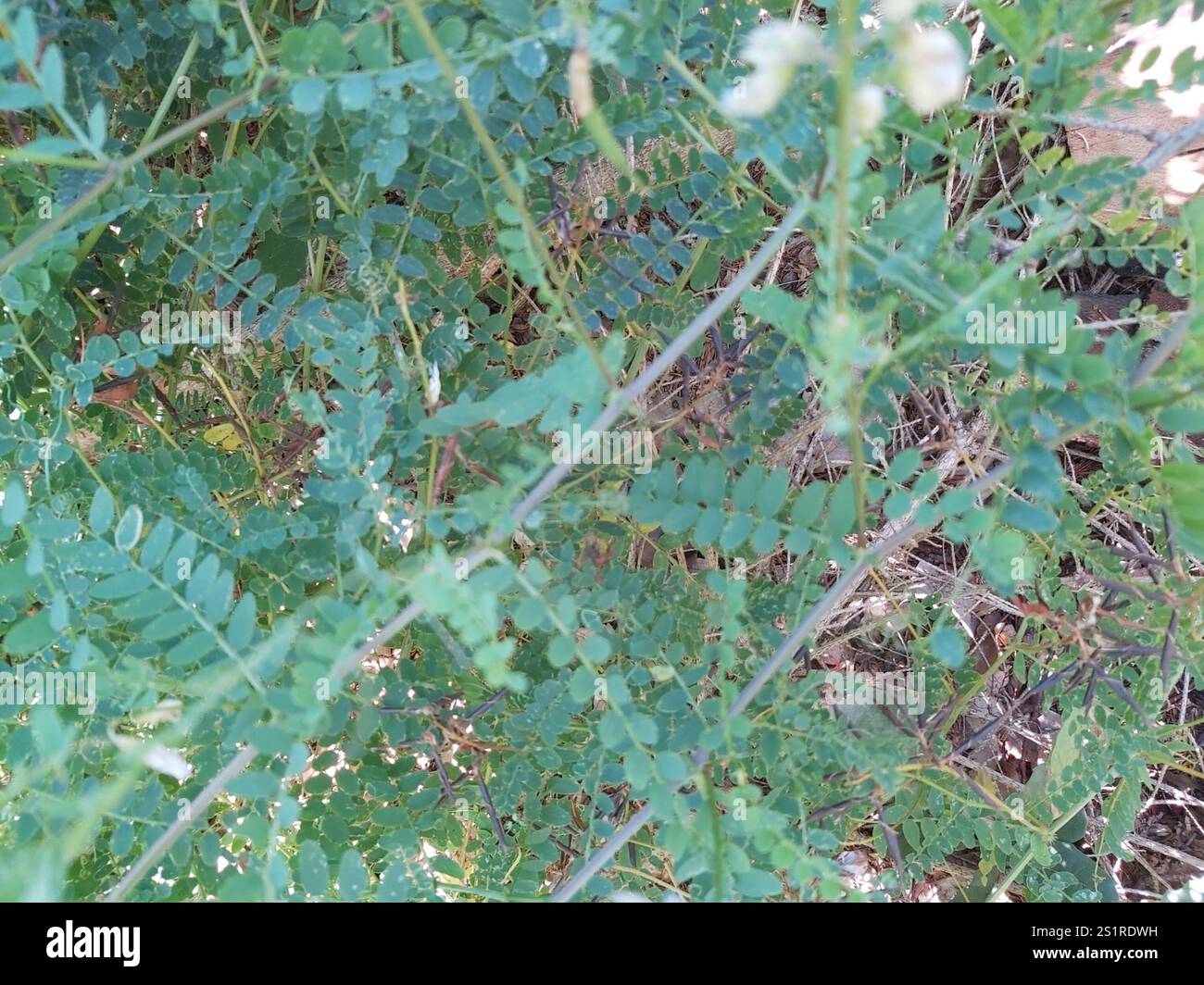 Wood Vetch (Vicia sylvatica Stock Photo - Alamy