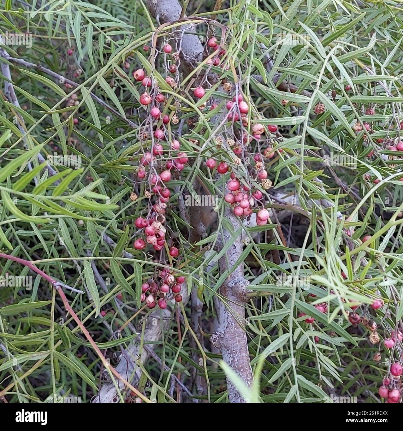Peruvian Pepper Tree (Schinus molle Stock Photo - Alamy