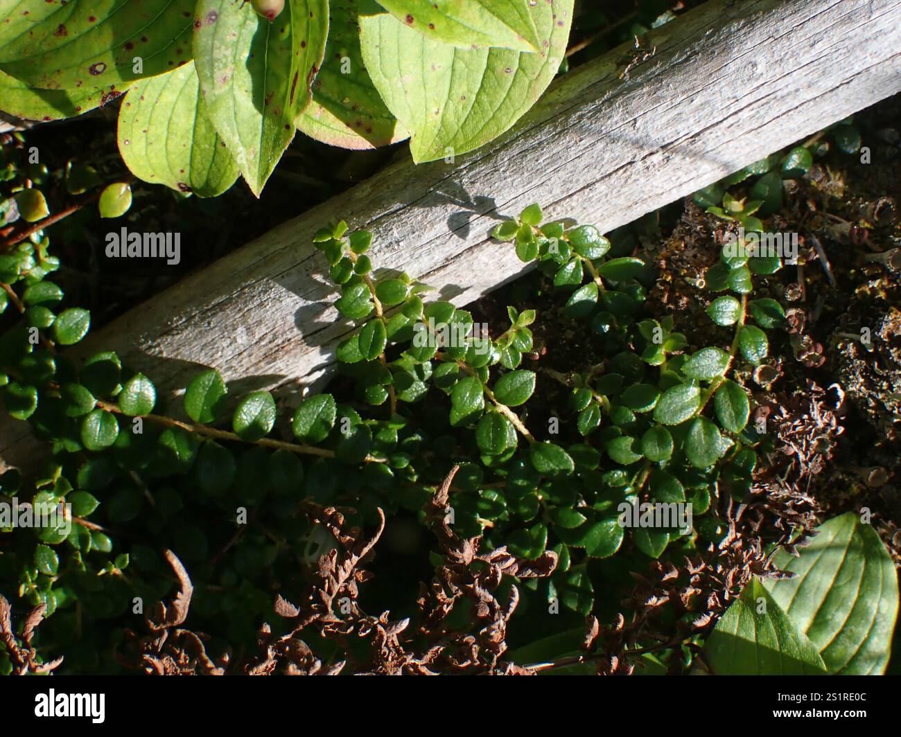creeping snowberry (Gaultheria hispidula Stock Photo - Alamy