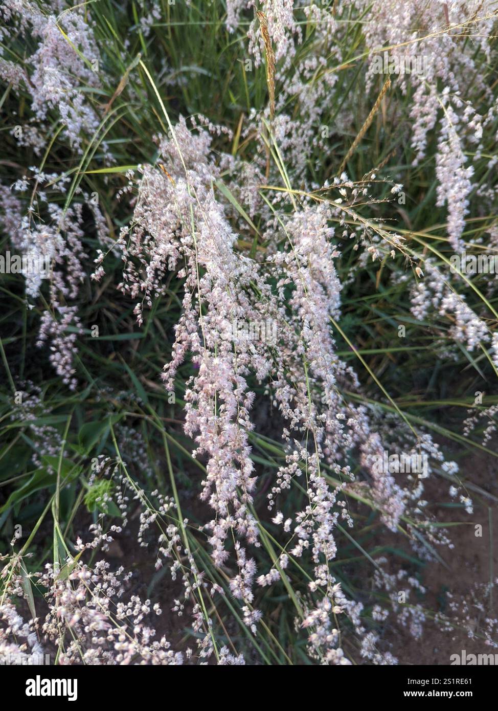 Natal grass (Melinis repens Stock Photo - Alamy