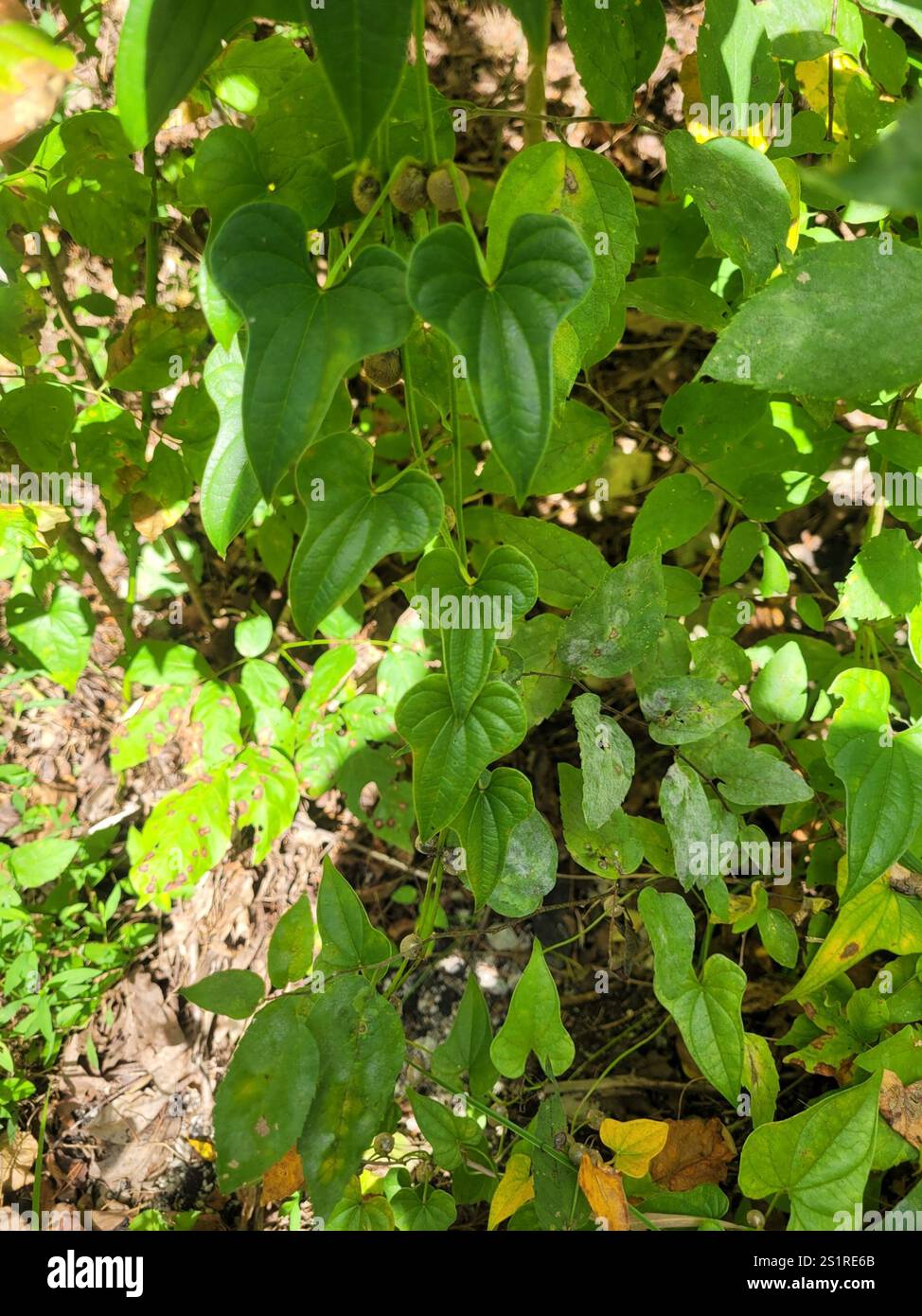 Chinese yam (Dioscorea polystachya Stock Photo - Alamy