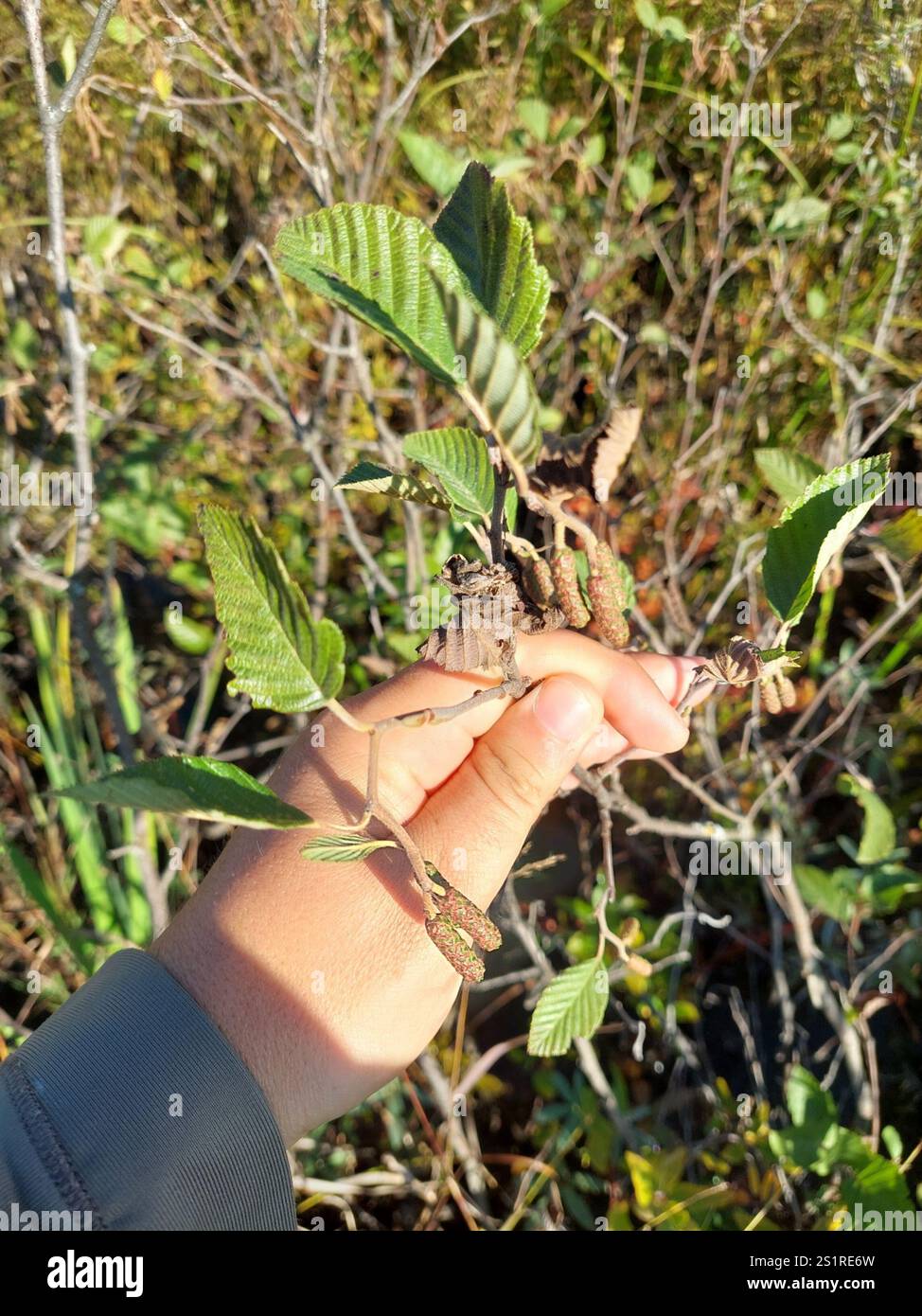 swamp alder (Alnus incana rugosa Stock Photo - Alamy
