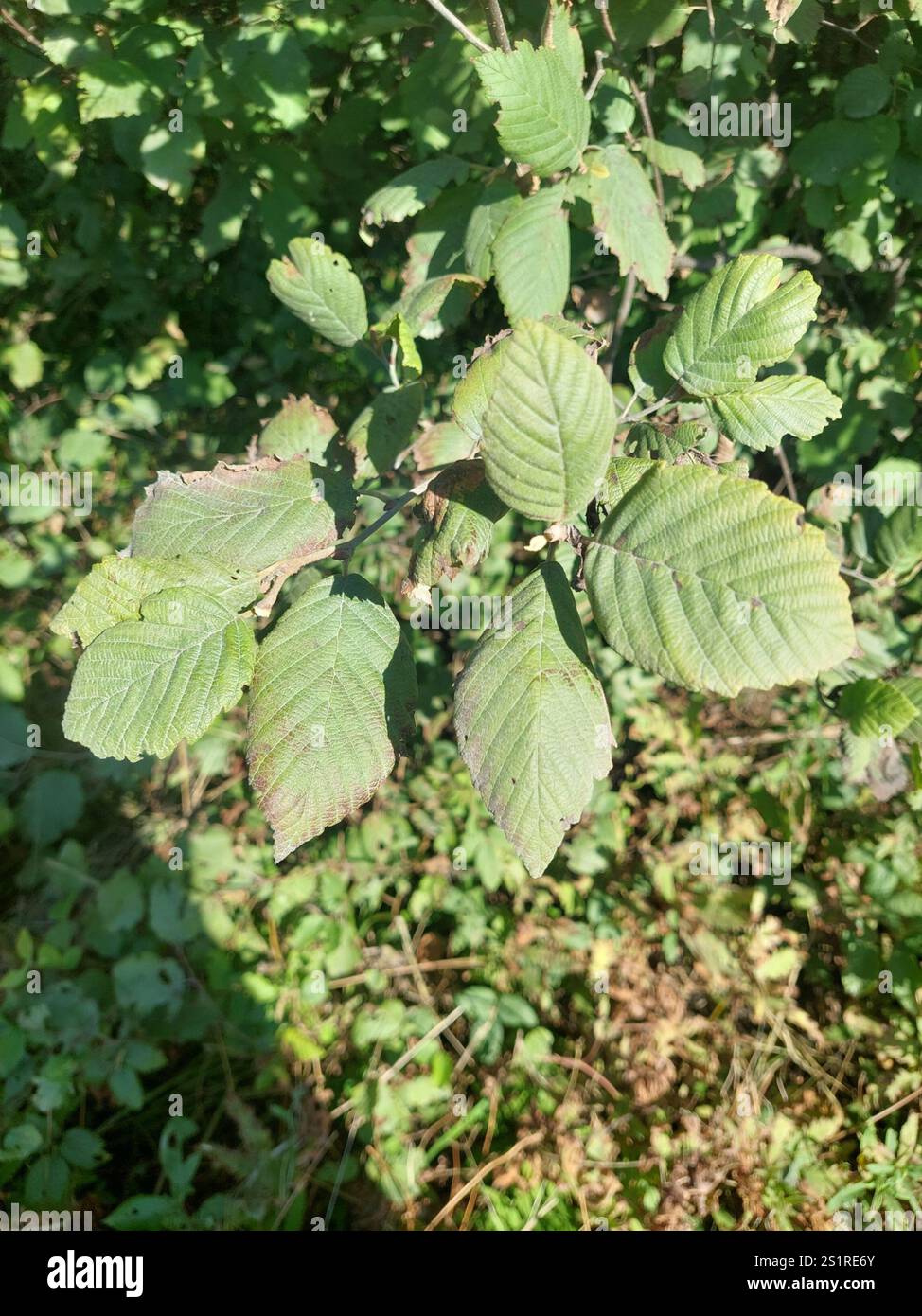 swamp alder (Alnus incana rugosa Stock Photo - Alamy