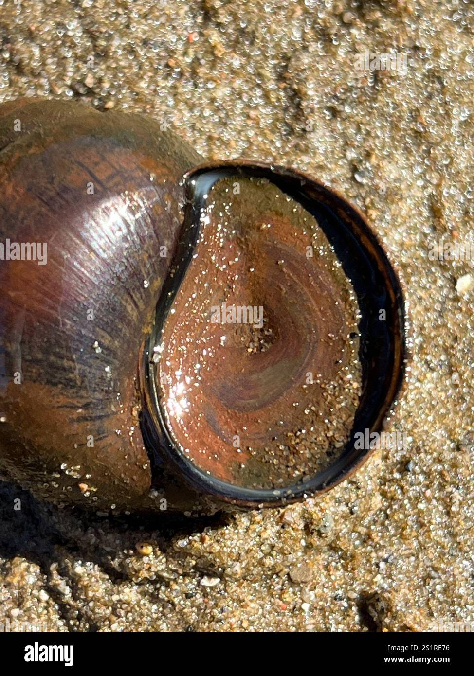 River Snails (Viviparidae Stock Photo - Alamy