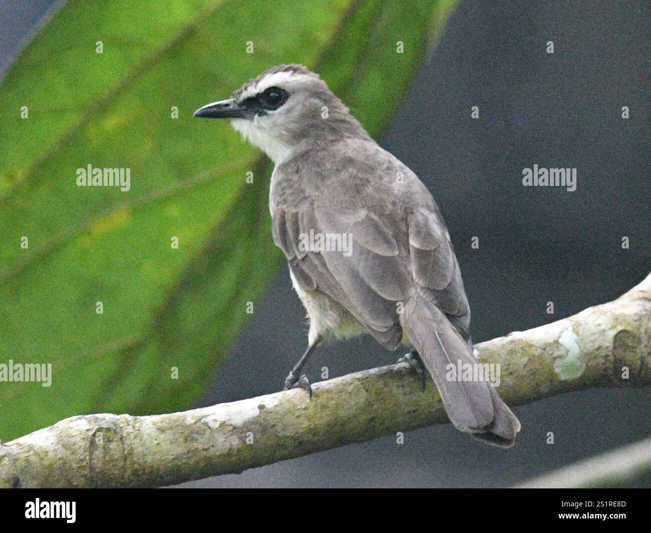 Yellow-vented Bulbul (Pycnonotus goiavier Stock Photo - Alamy