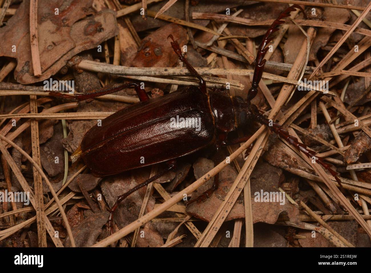 California Root Borer (Prionus californicus Stock Photo - Alamy