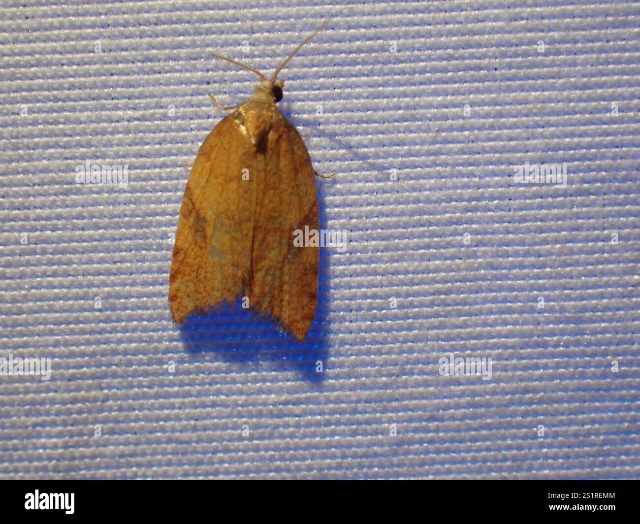 Rhomboid Tortrix (Acleris rhombana Stock Photo - Alamy