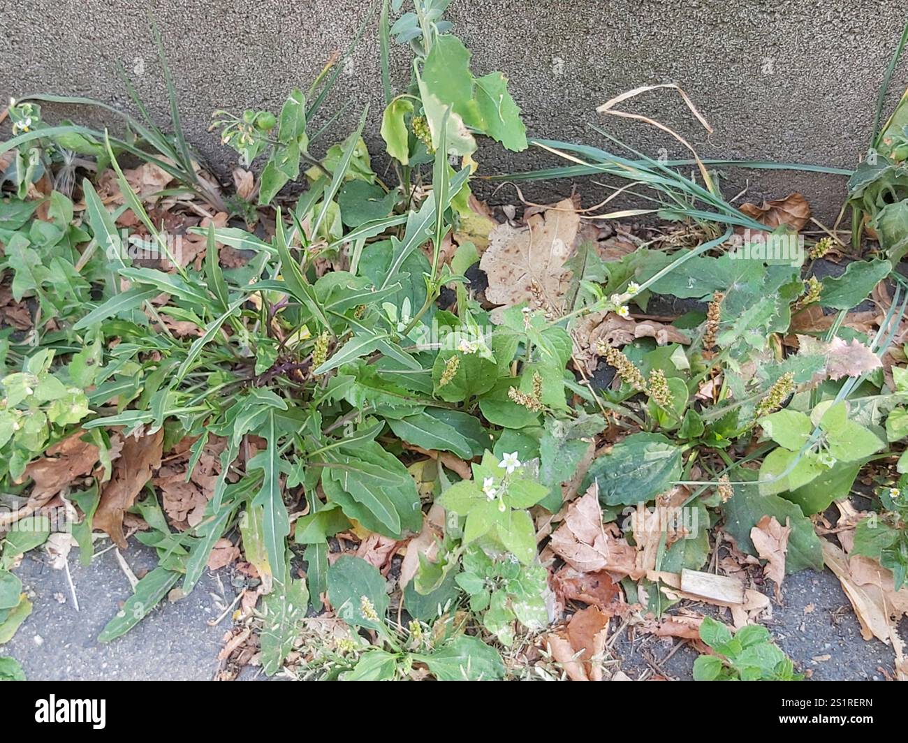 red nightshade (Solanum villosum Stock Photo - Alamy