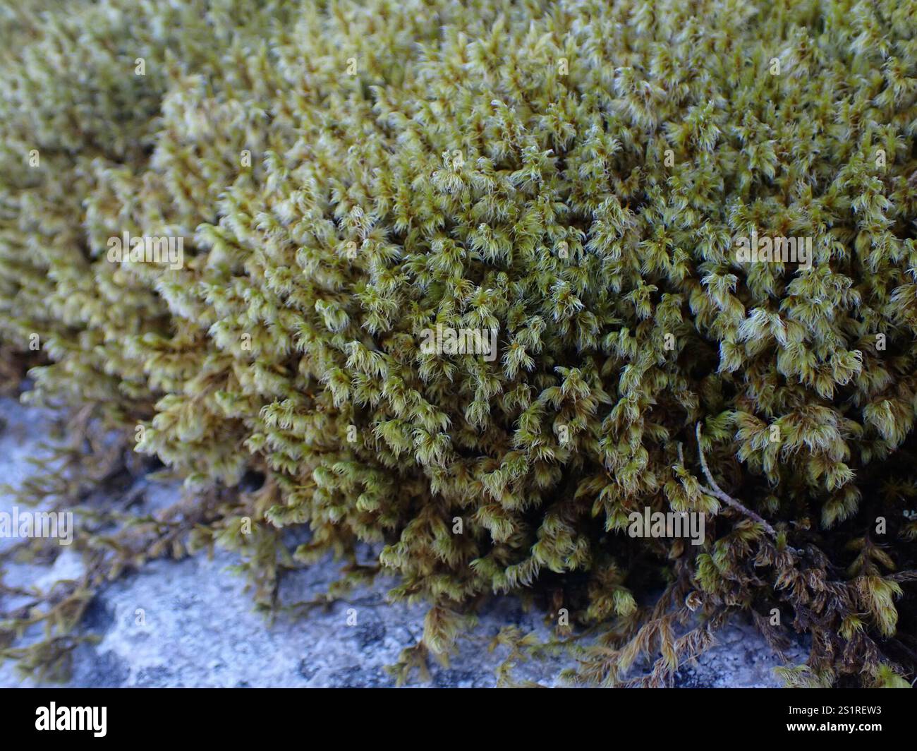 Woolly Fringe-moss (Racomitrium lanuginosum Stock Photo - Alamy