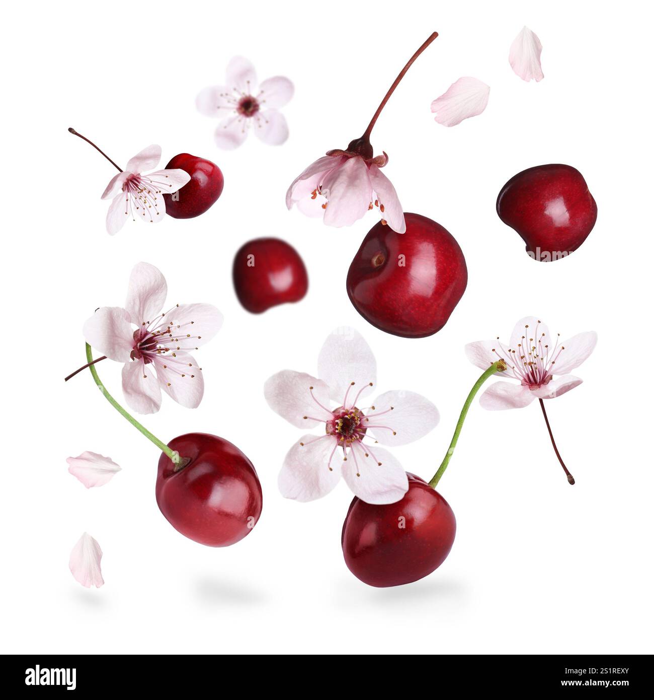 Fresh cherries and flowers falling on white background Stock Photo - Alamy