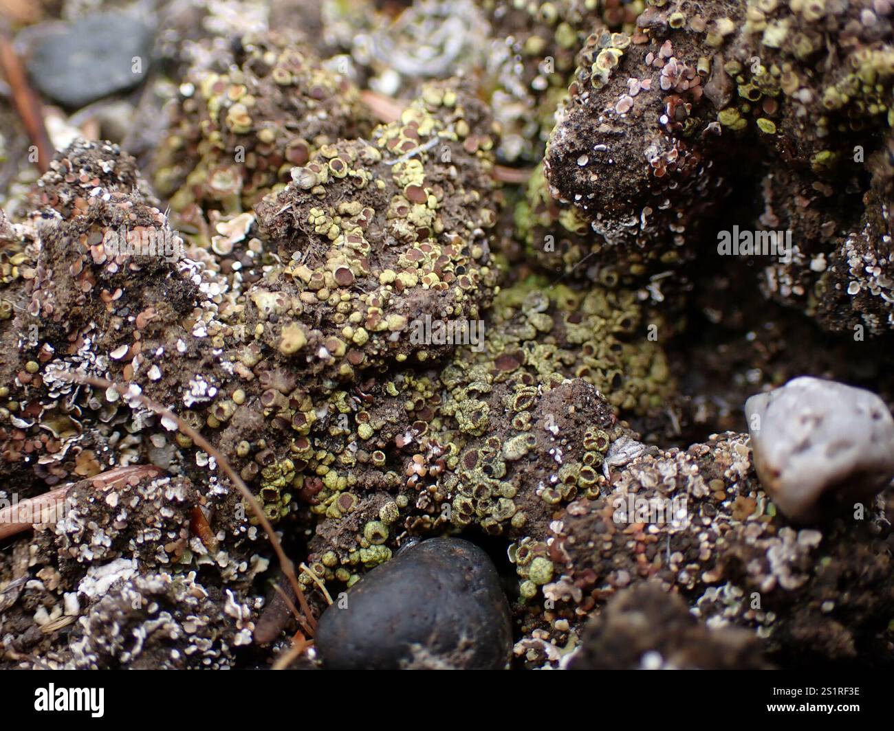 Soil Paint Lichen (Acarospora schleicheri Stock Photo - Alamy