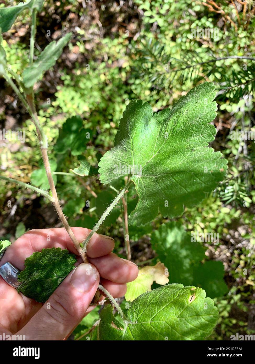sticky currant (Ribes viscosissimum Stock Photo - Alamy