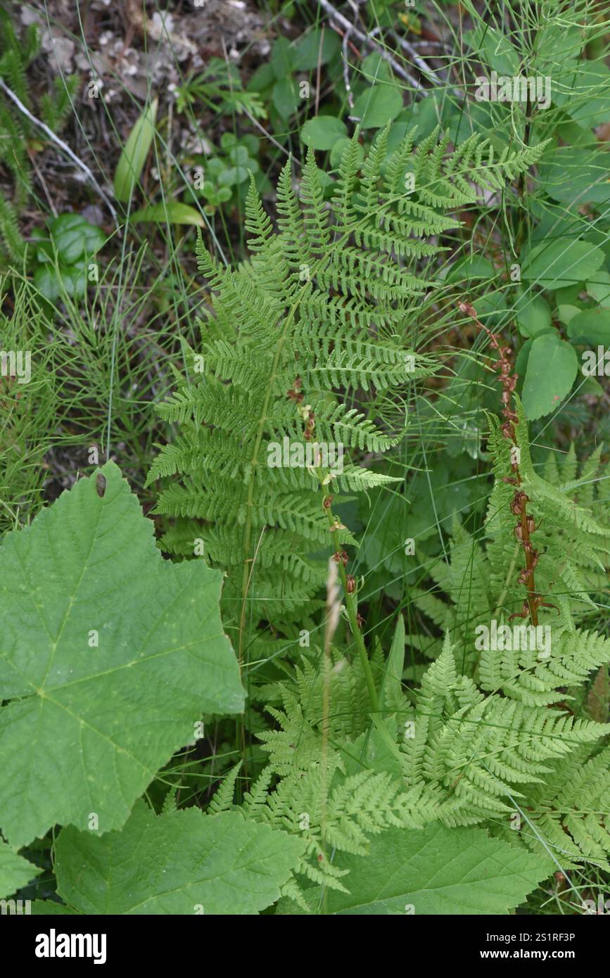 lady fern (Athyrium filix-femina Stock Photo - Alamy