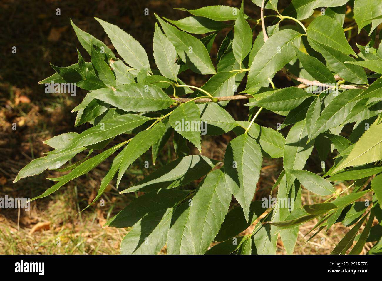 European ash (Fraxinus excelsior Stock Photo - Alamy