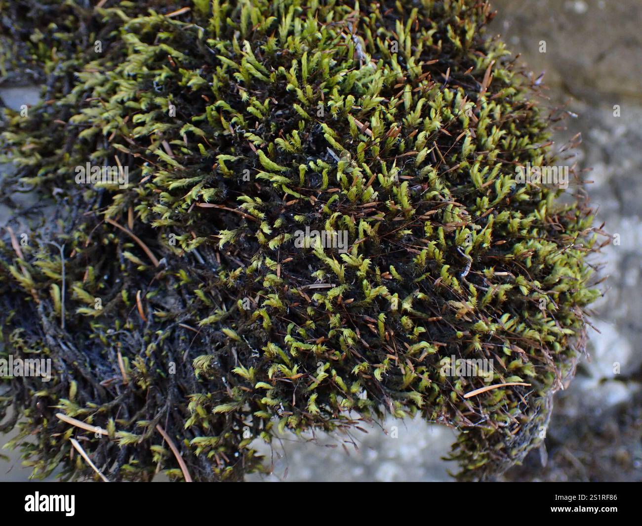 Yellow Fringe-moss (Racomitrium aciculare Stock Photo - Alamy