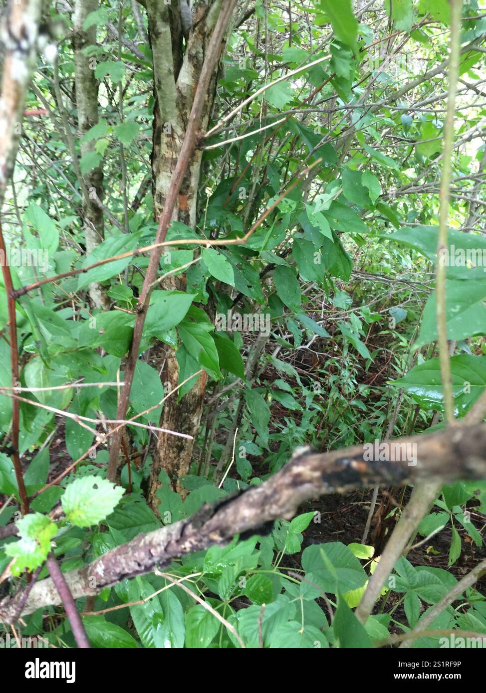Scarlet Hawthorn (Crataegus coccinea Stock Photo - Alamy