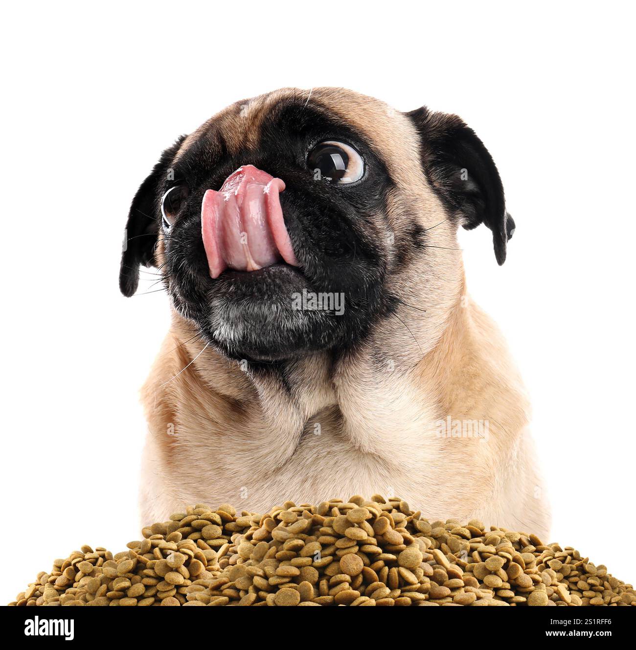 Cute dog and heap of dry pet food on white background Stock Photo - Alamy