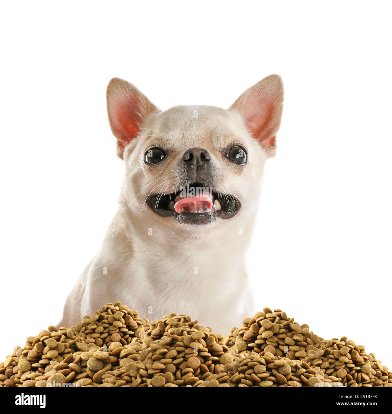 Cute dog and heap of dry pet food on white background Stock Photo - Alamy