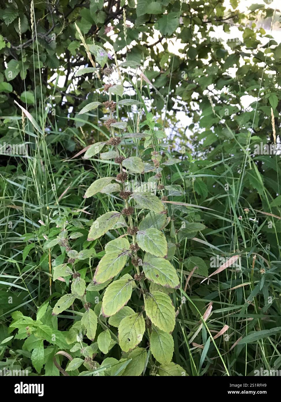 corn mint (Mentha arvensis Stock Photo - Alamy