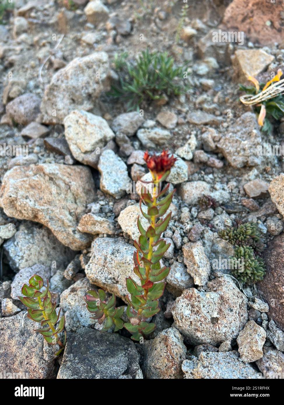 western roseroot (Rhodiola integrifolia Stock Photo - Alamy