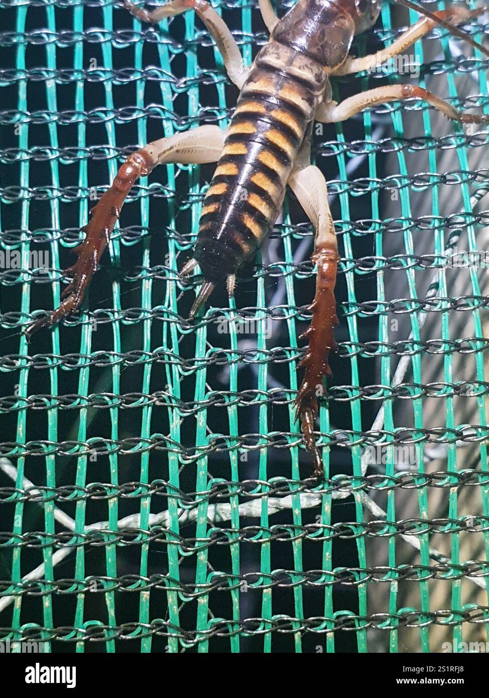 Wellington Tree Wētā (Hemideina crassidens Stock Photo - Alamy