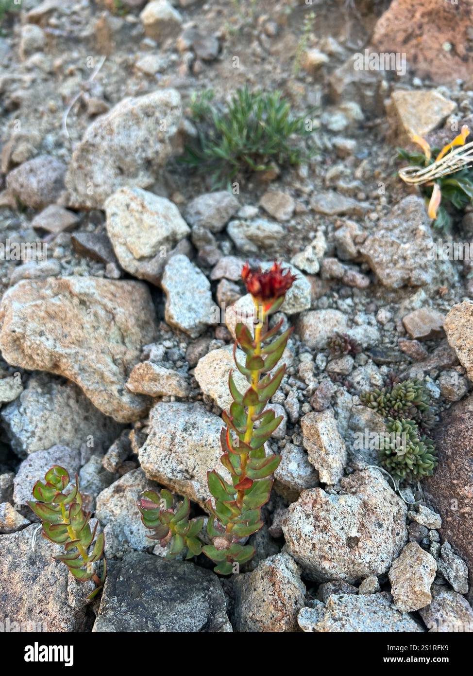 western roseroot (Rhodiola integrifolia Stock Photo - Alamy