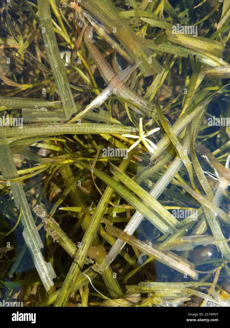 water star-grass (Heteranthera dubia Stock Photo - Alamy