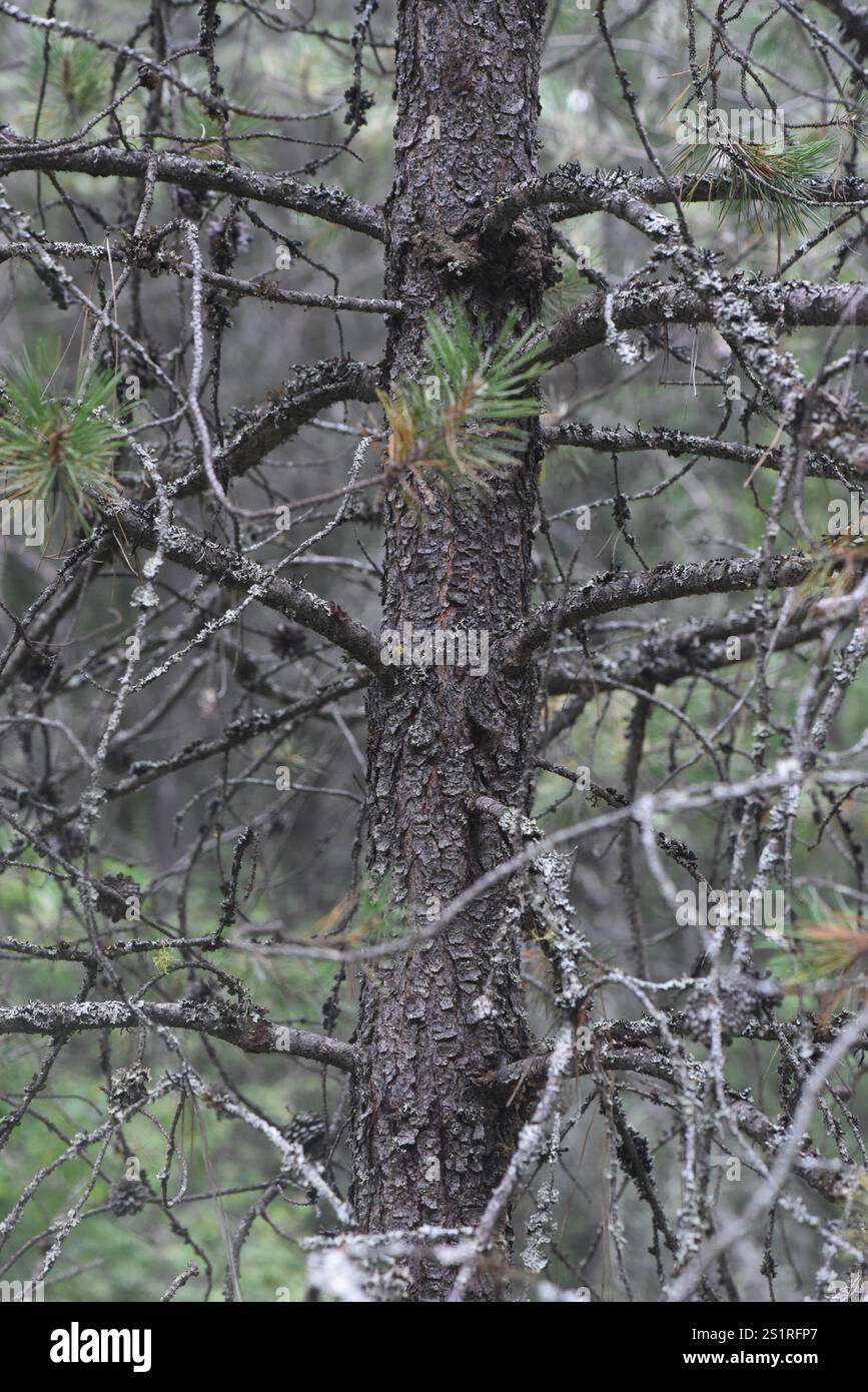lodgepole pine (Pinus contorta Stock Photo - Alamy
