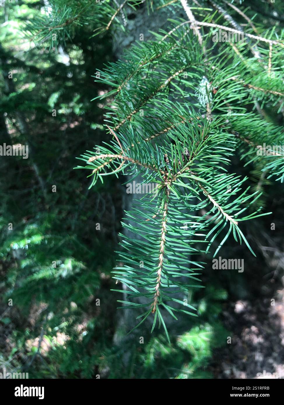 white spruce (Picea glauca Stock Photo - Alamy