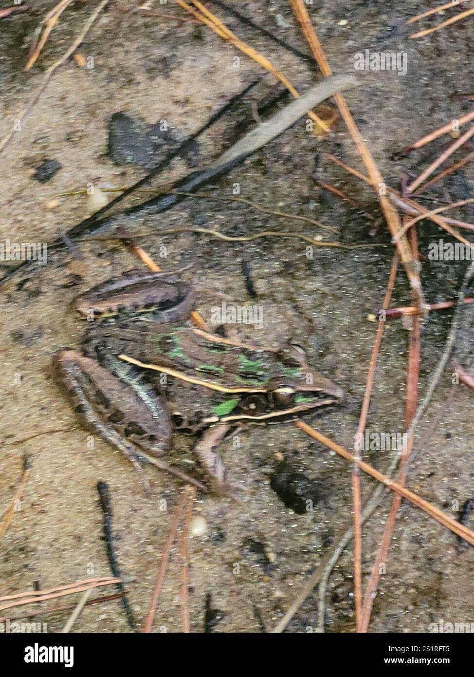 Southern Leopard Frog (Lithobates sphenocephalus Stock Photo - Alamy