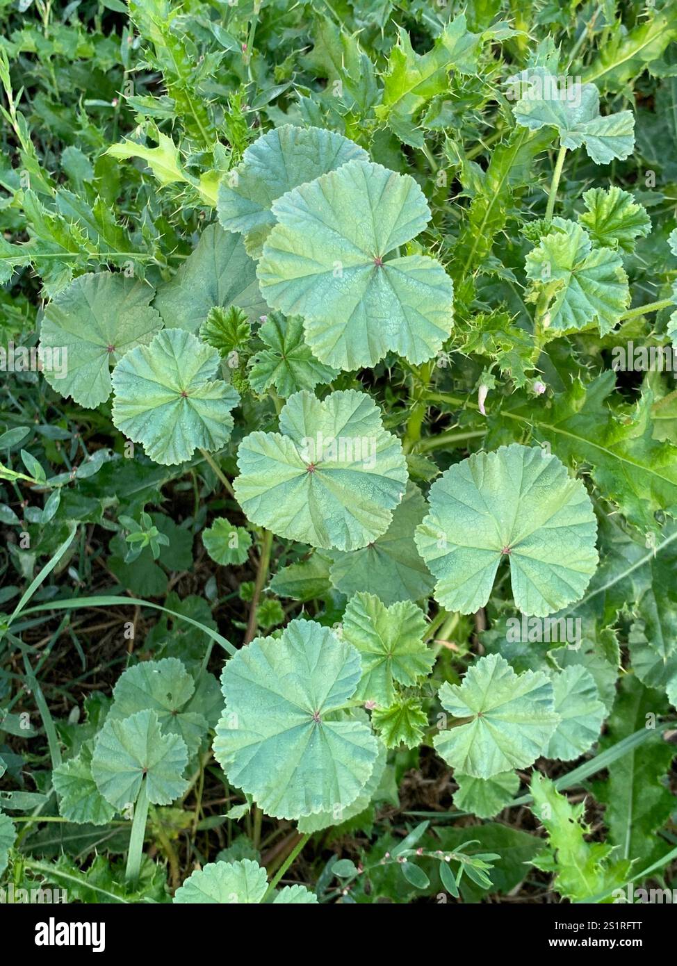 dwarf mallow (Malva neglecta Stock Photo - Alamy