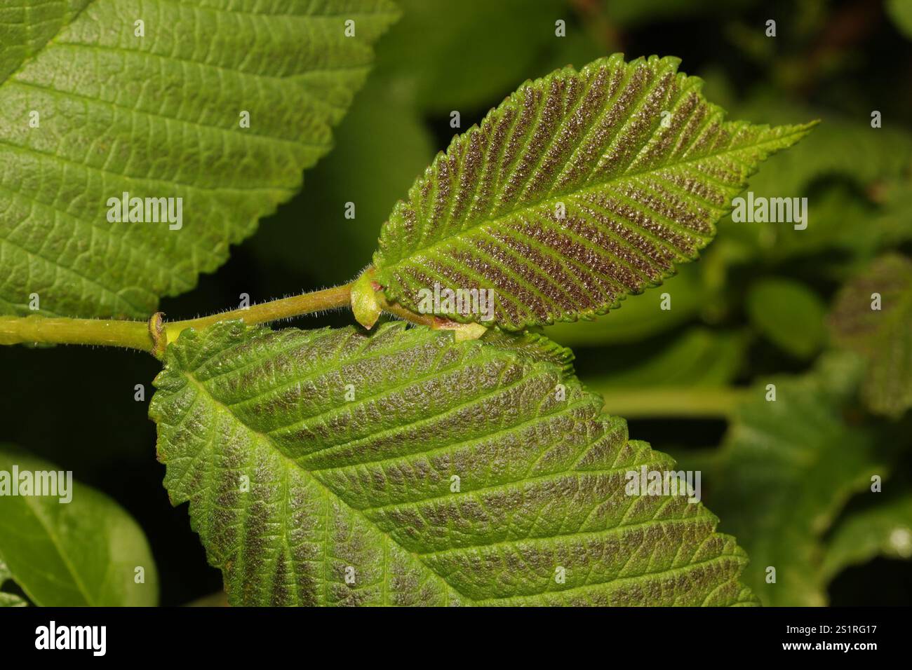 Wych Elm (Ulmus glabra Stock Photo - Alamy