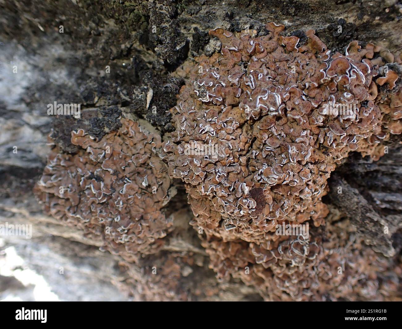 Fishscale Lichens (Psora Stock Photo - Alamy