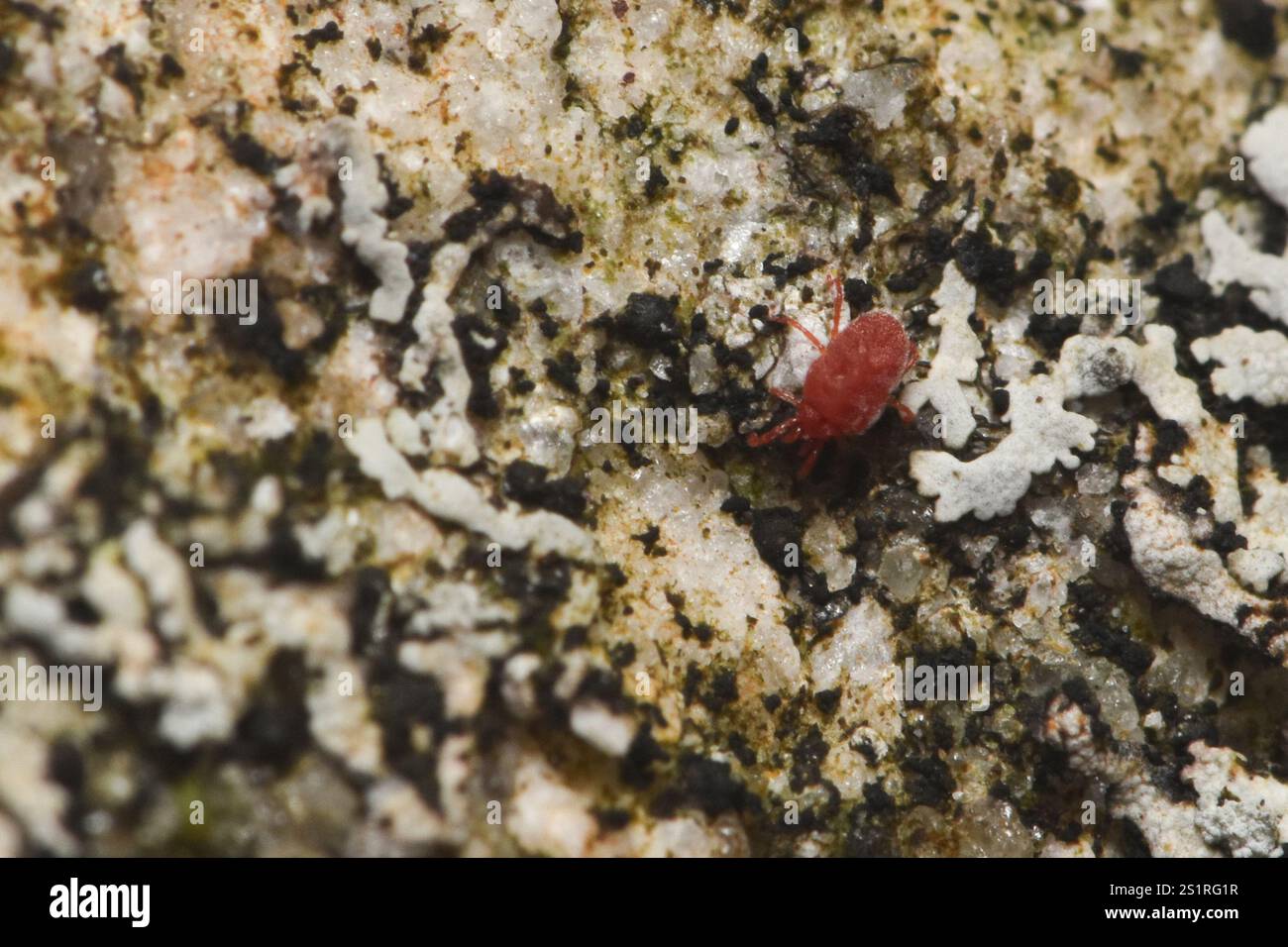 Mites and Ticks (Acari Stock Photo - Alamy