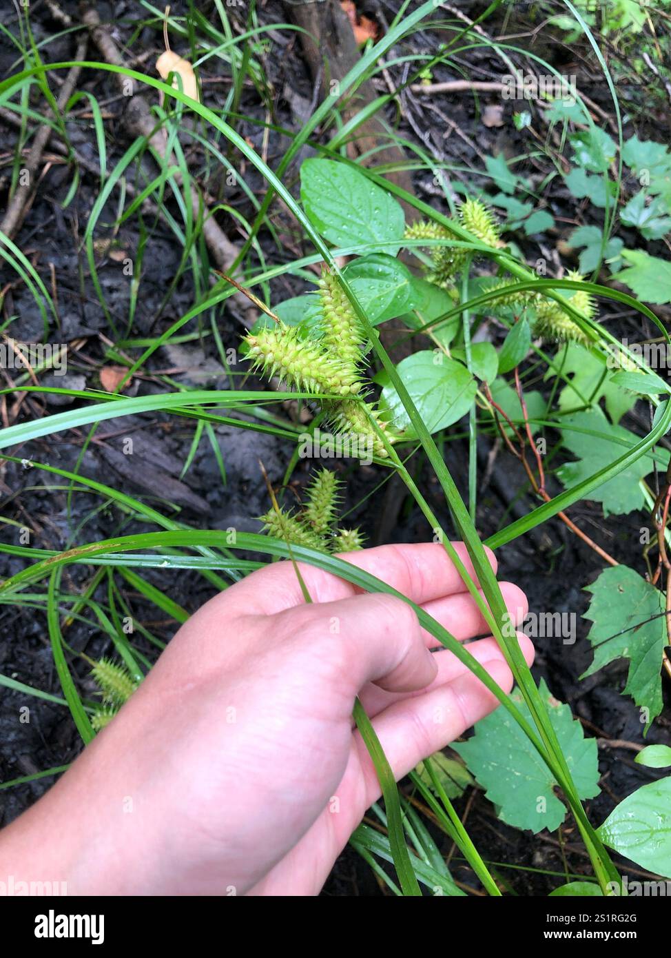 retrorse sedge (Carex retrorsa Stock Photo - Alamy